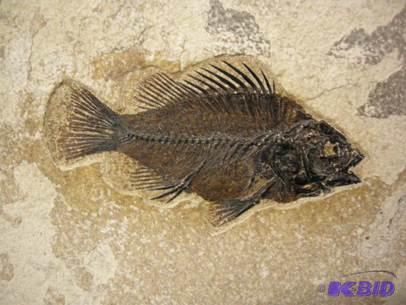 Fossil fish | Premier Lifetime Collection Antique, Unique, Collectible ...