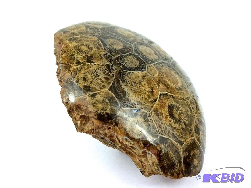 Lithostrotionella Coral Head From Iowa | Museum Quality Fossils ...