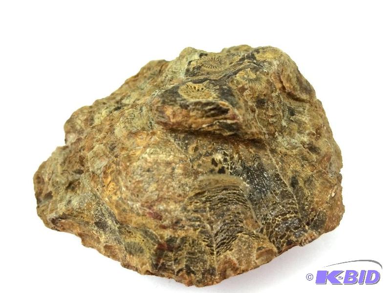 Lithostrotionella Coral Head From Iowa | Museum Quality Fossils ...