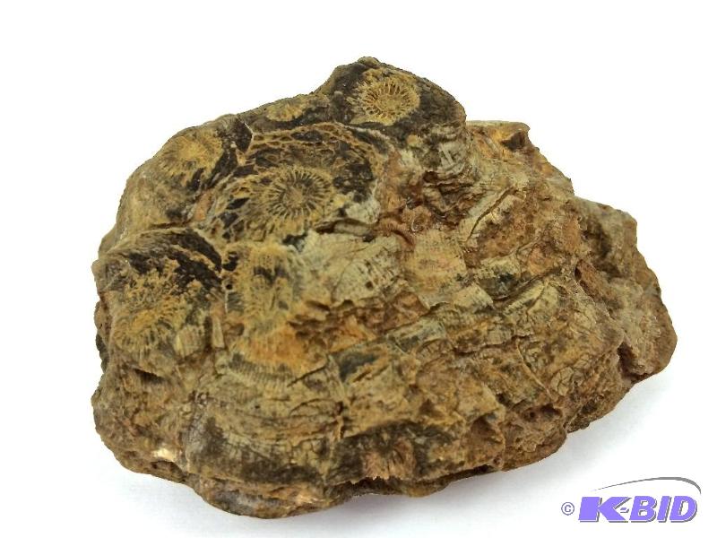 Lithostrotionella Coral Head From Iowa | Museum Quality Fossils ...