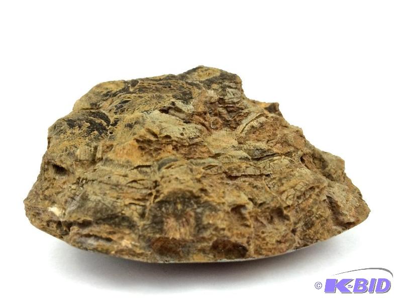 Lithostrotionella Coral Head From Iowa | Museum Quality Fossils ...